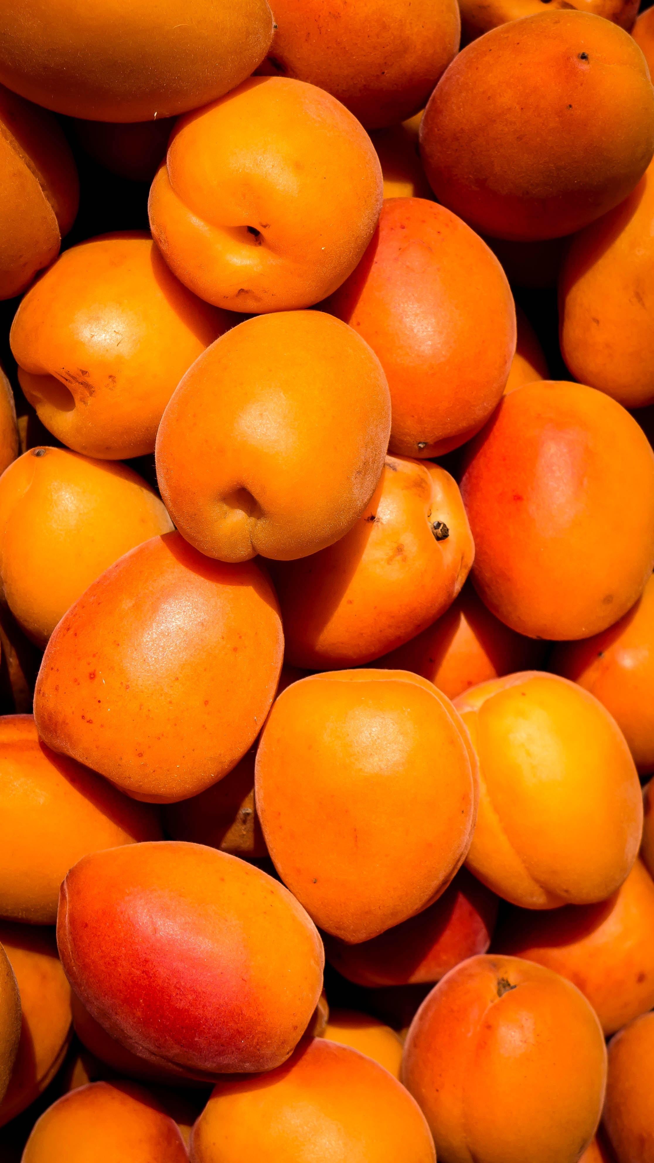 Albicocche: proprietà, caratteristiche e curiosità